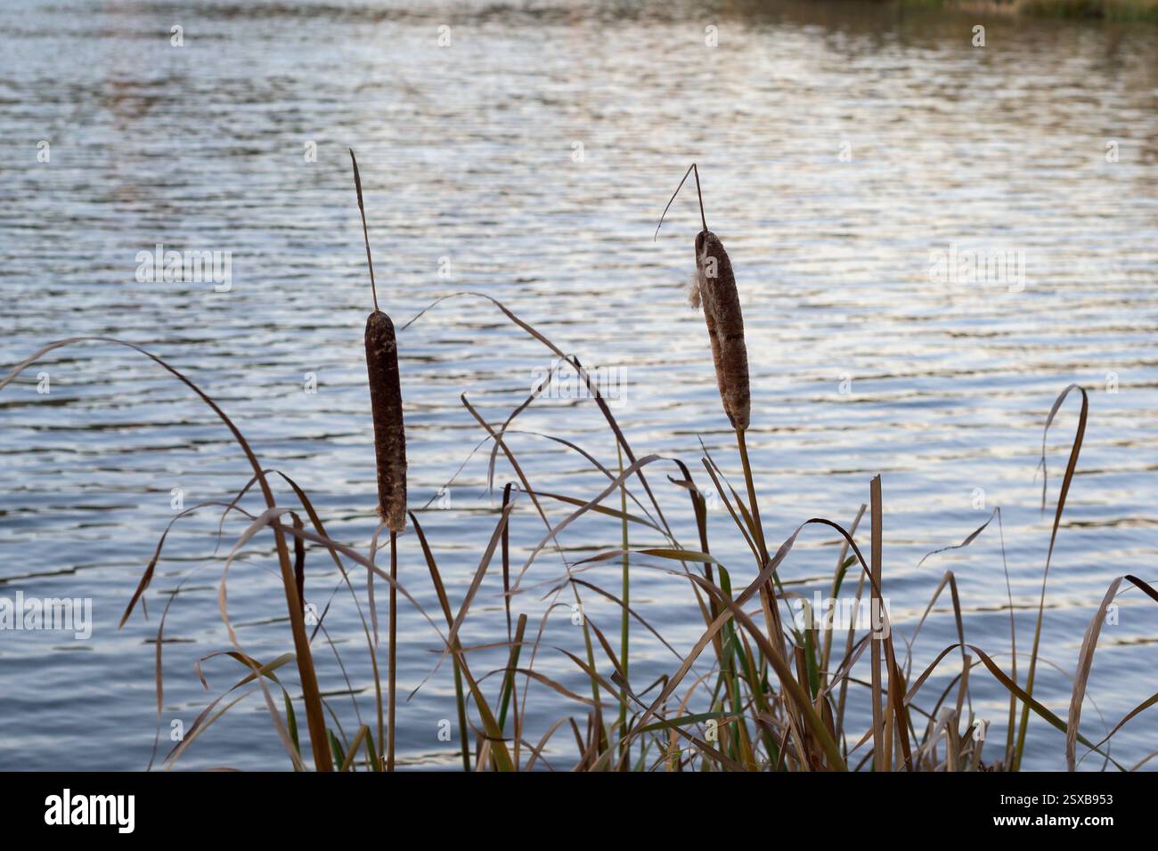 Typha angustifolia bulrush Juncus plucking fluff in winter with light ...