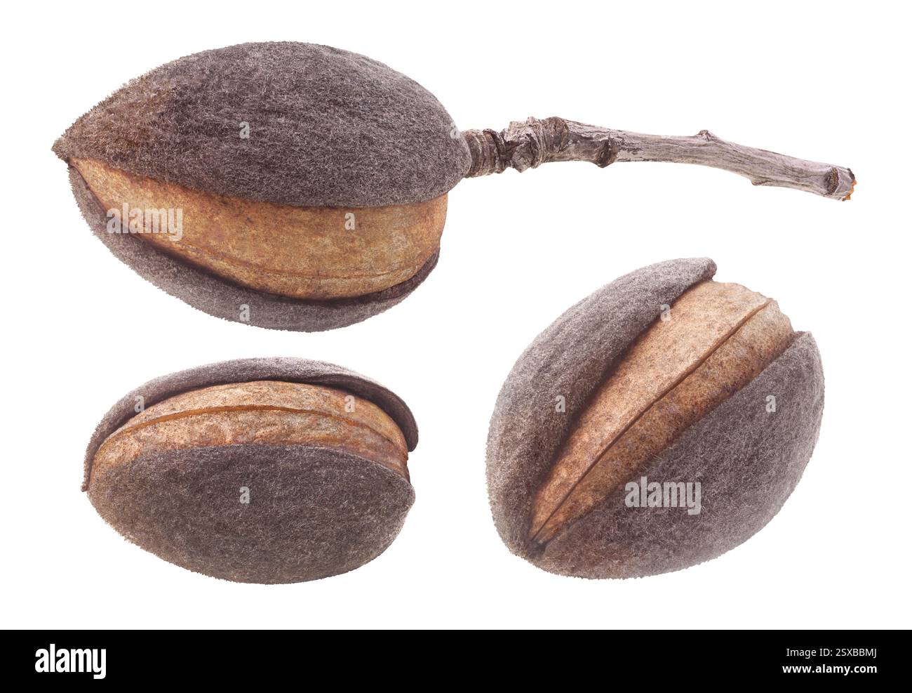 Three raw unpeeled almond nuts isolated cut out Stock Photo - Alamy