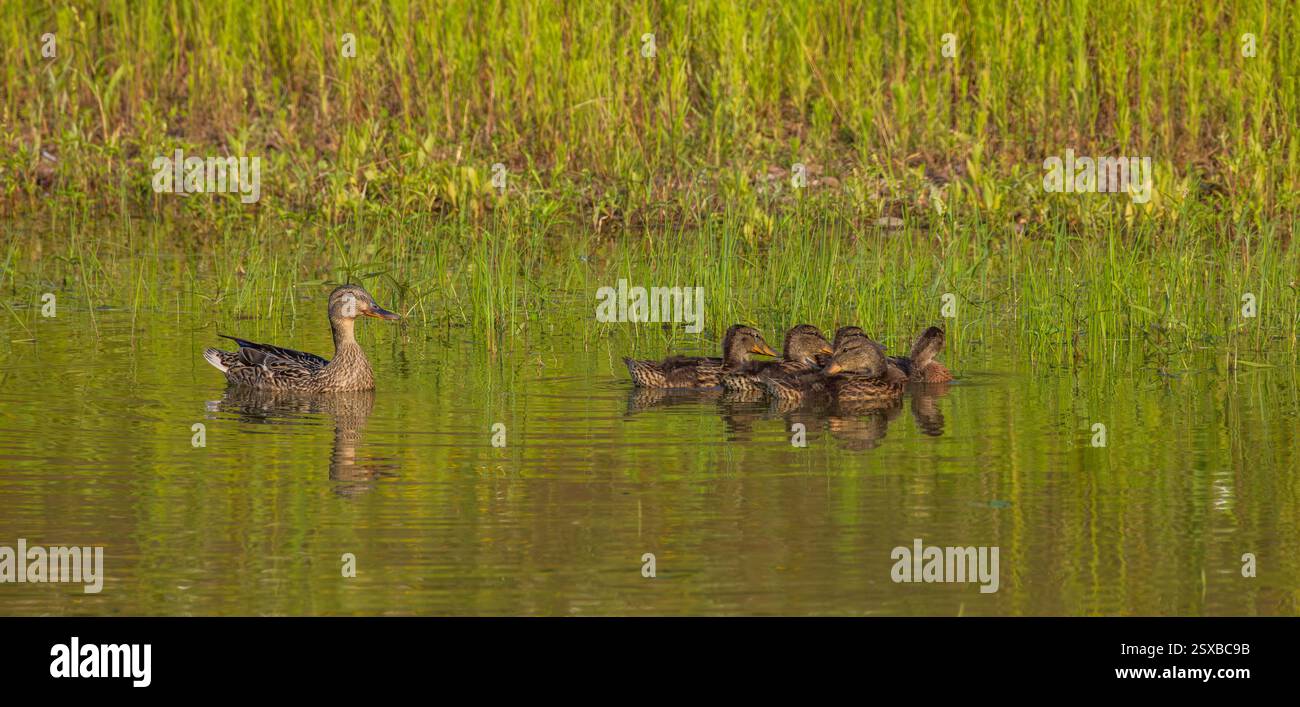 Hen mallard and her ducklings on a July evening in northern Wisconsin ...