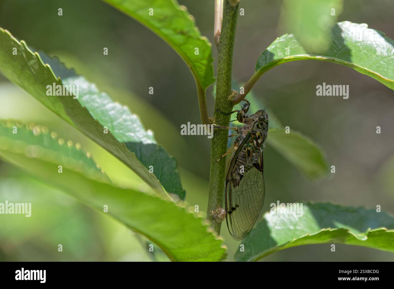 A cicada is a native New Zealand insect with heavily veined wings. It ...