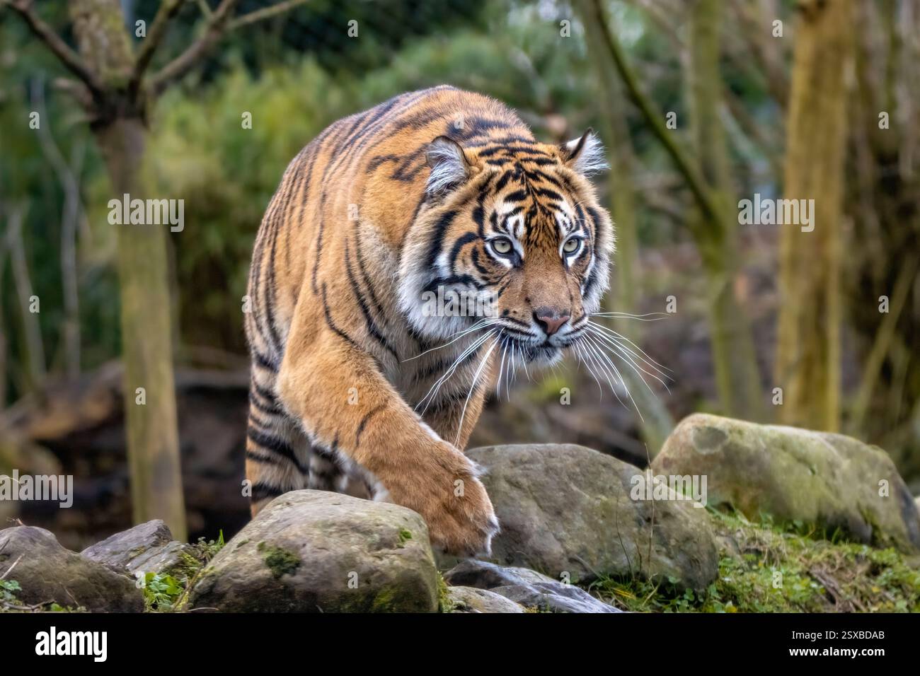 Tiger top predator hi-res stock photography and images - Alamy