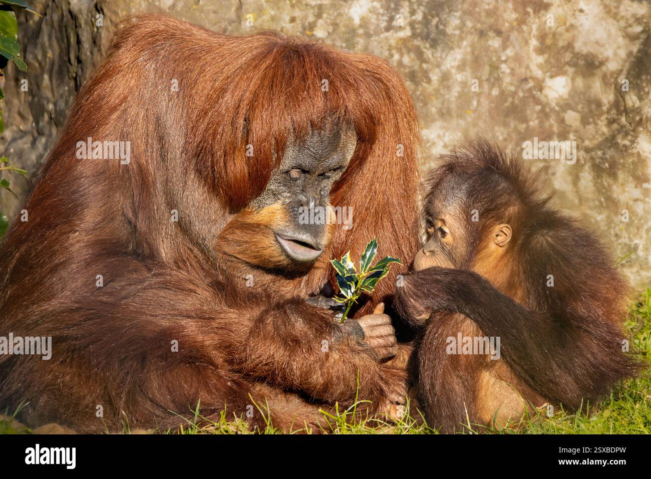 Sumatran orangutan and baby Stock Photo - Alamy