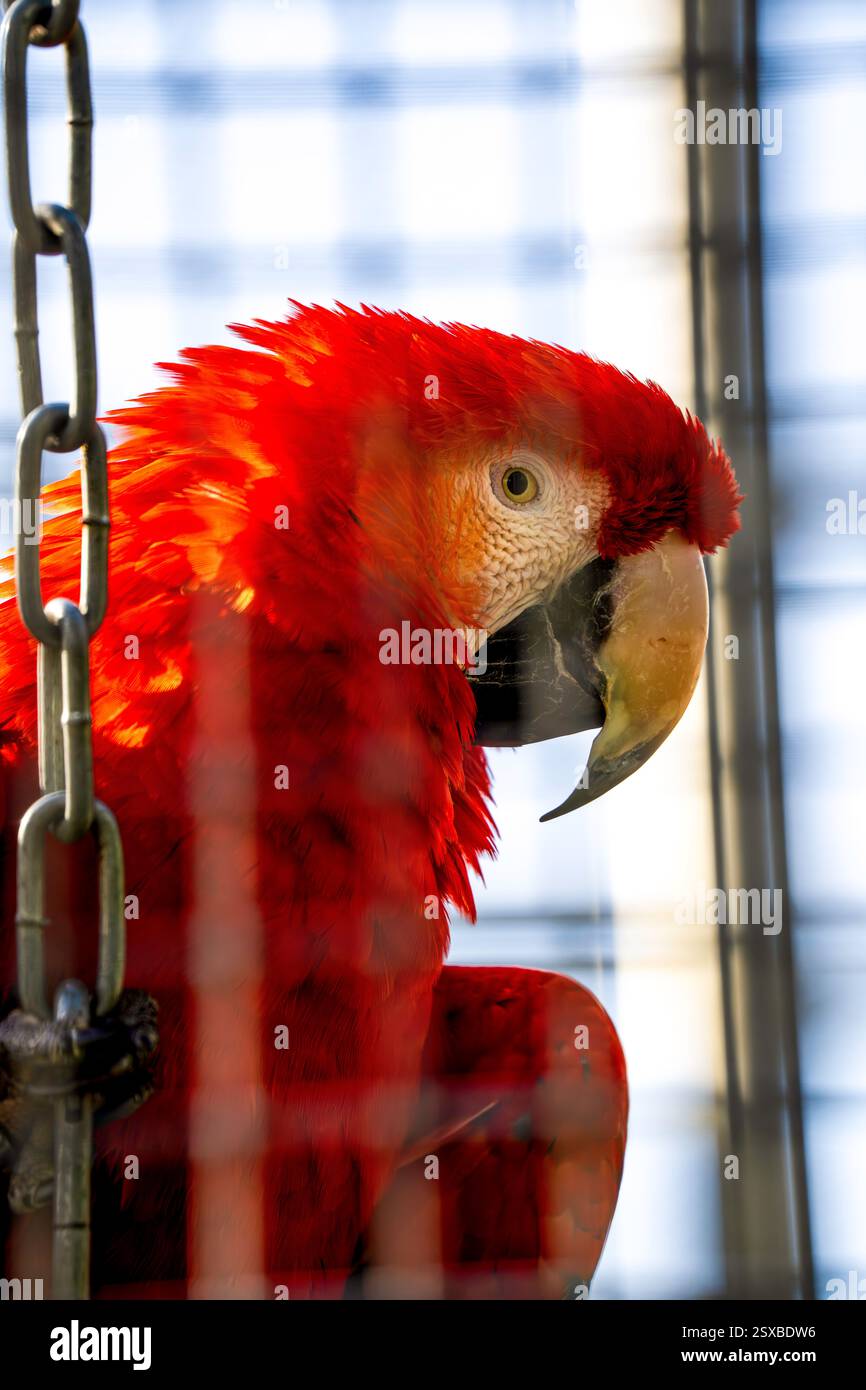 Captive Scarlet Macaw in a Chain-Lined Enclosure: A Bold Glimpse of ...