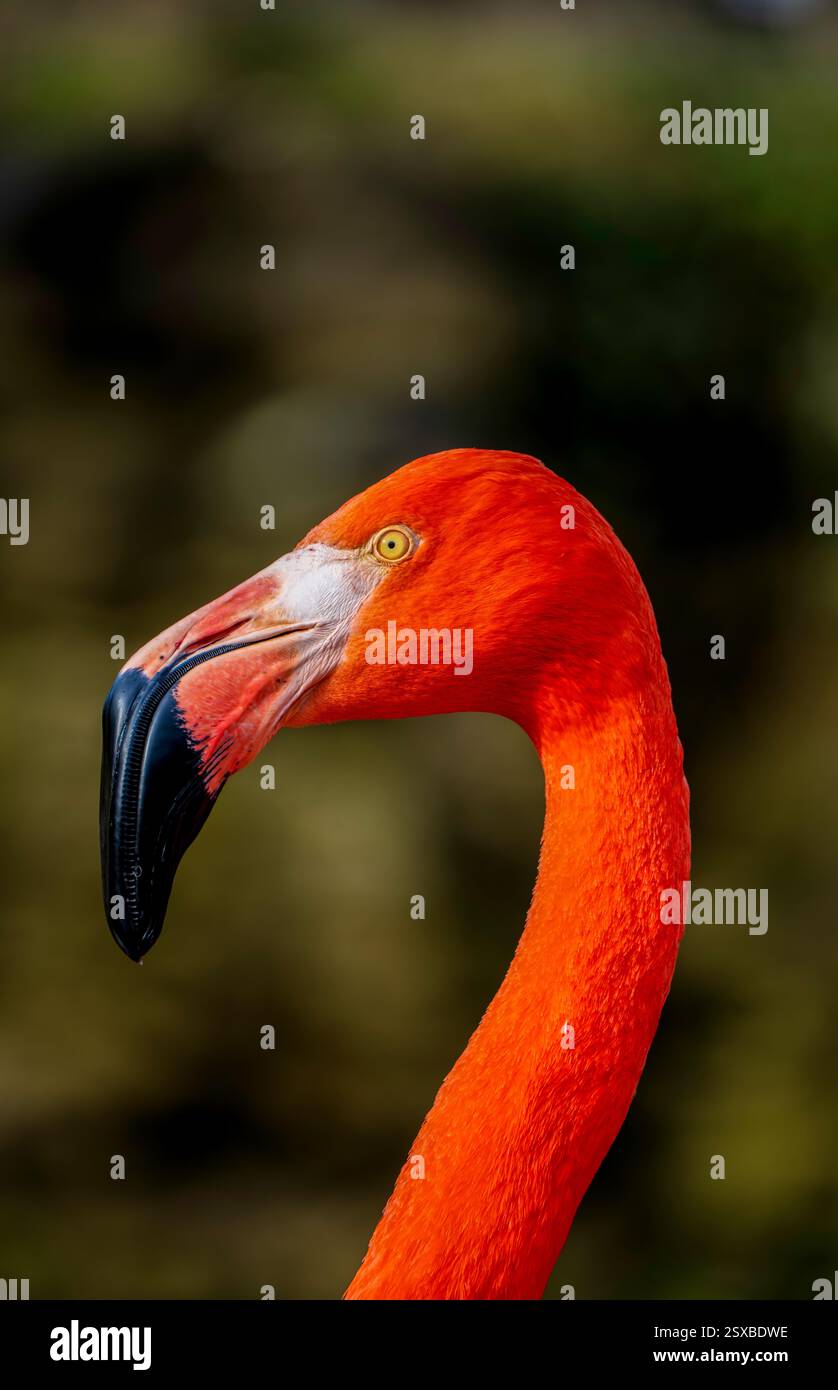 Flamingo symbolism hi-res stock photography and images - Alamy