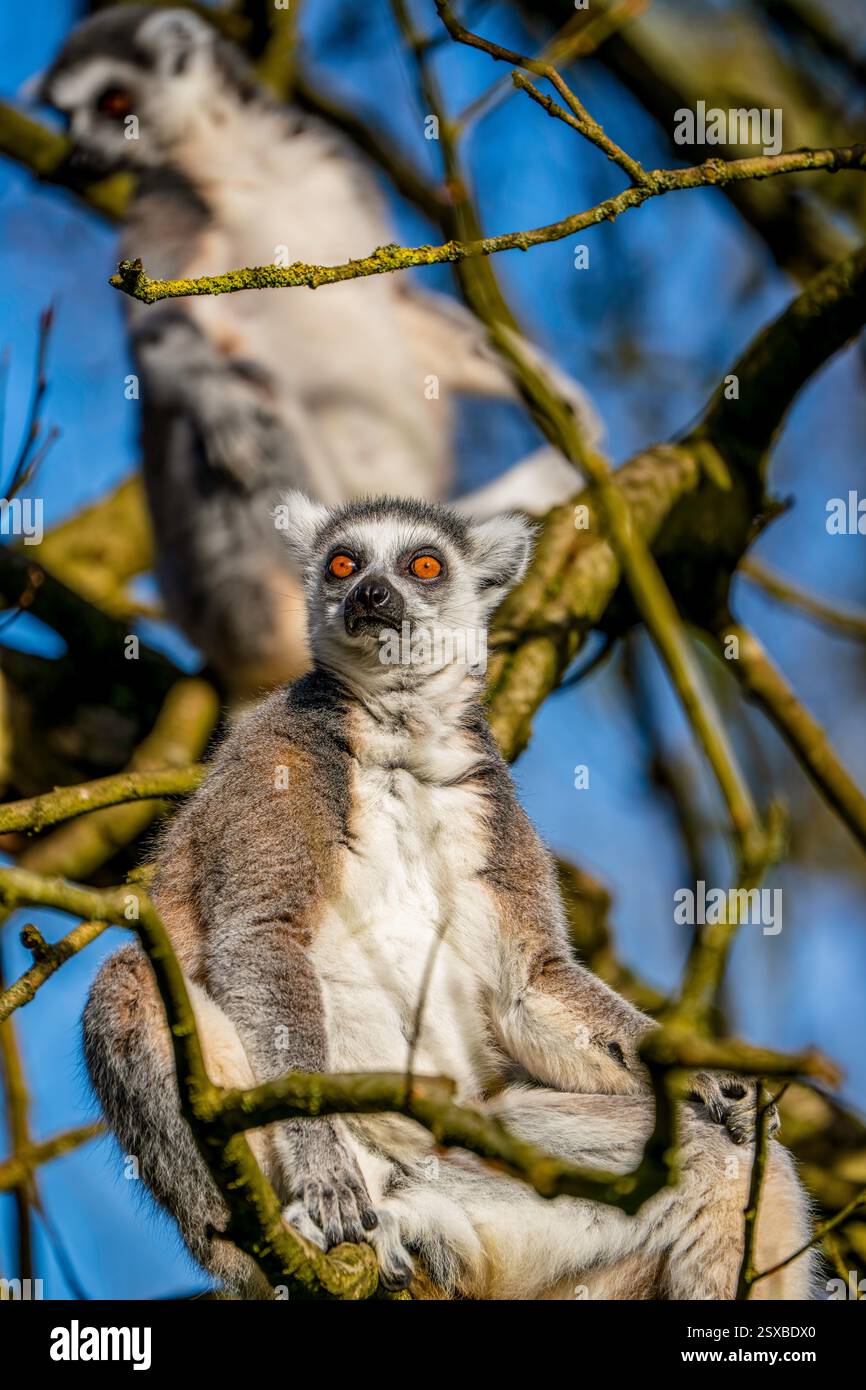 Two Alert Ring-Tailed Lemurs Perched among Mossy Branches in a Vivid ...