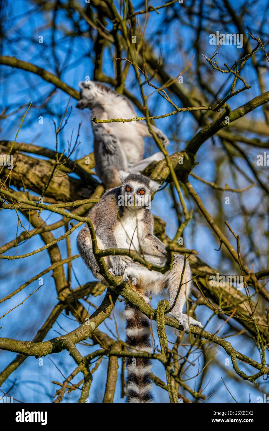Two Alert Ring-Tailed Lemurs Perched among Mossy Branches in a Vivid ...