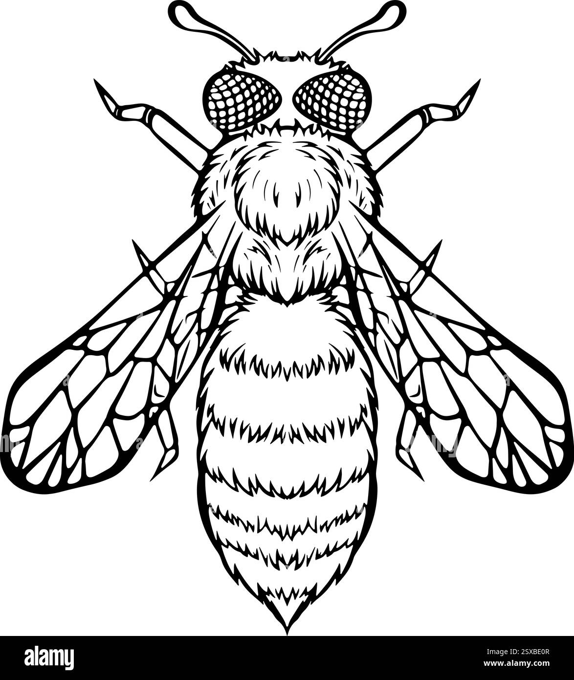 Bee top view line art Stock Vector Image & Art - Alamy