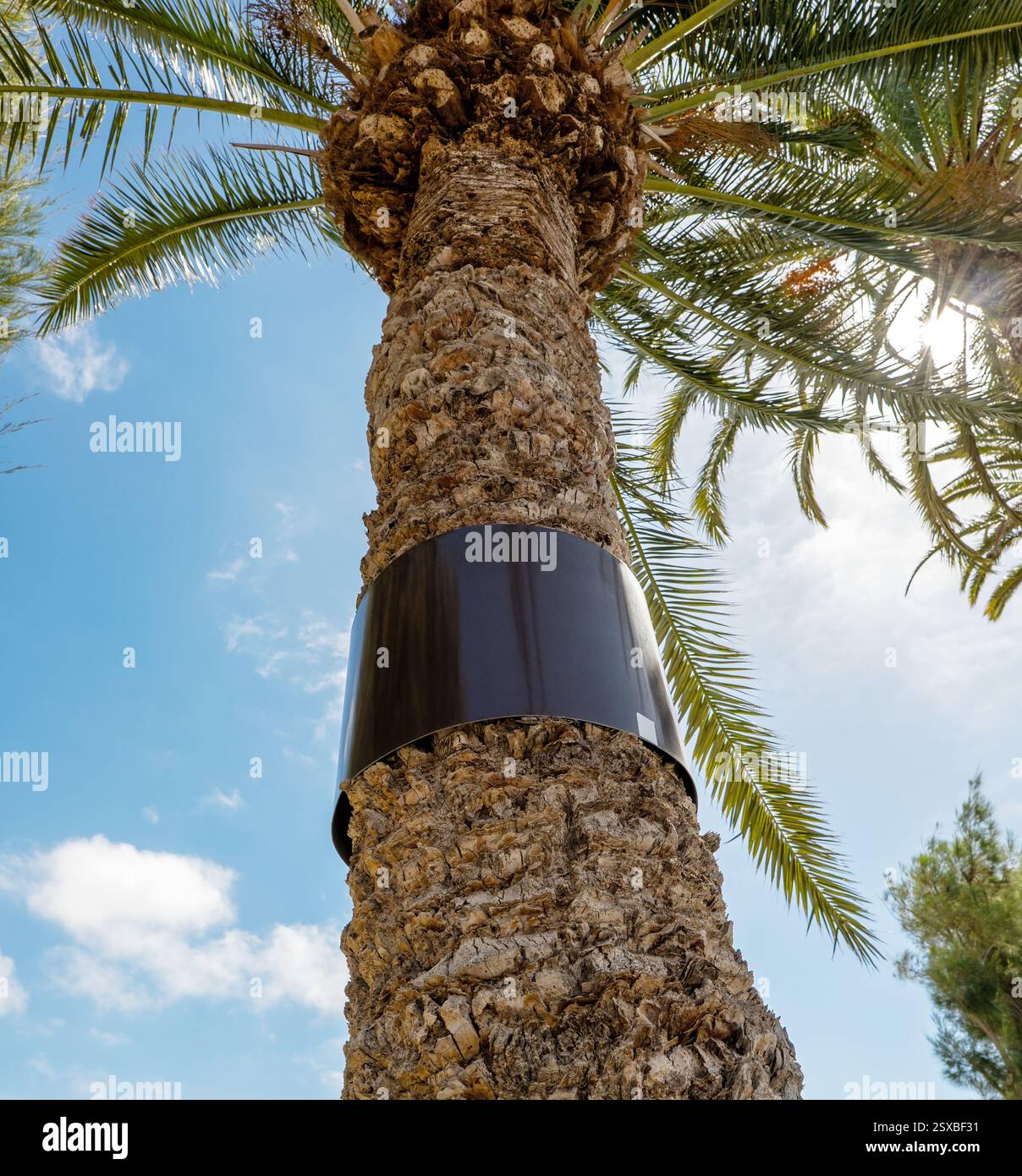 Palm rats hi-res stock photography and images - Alamy