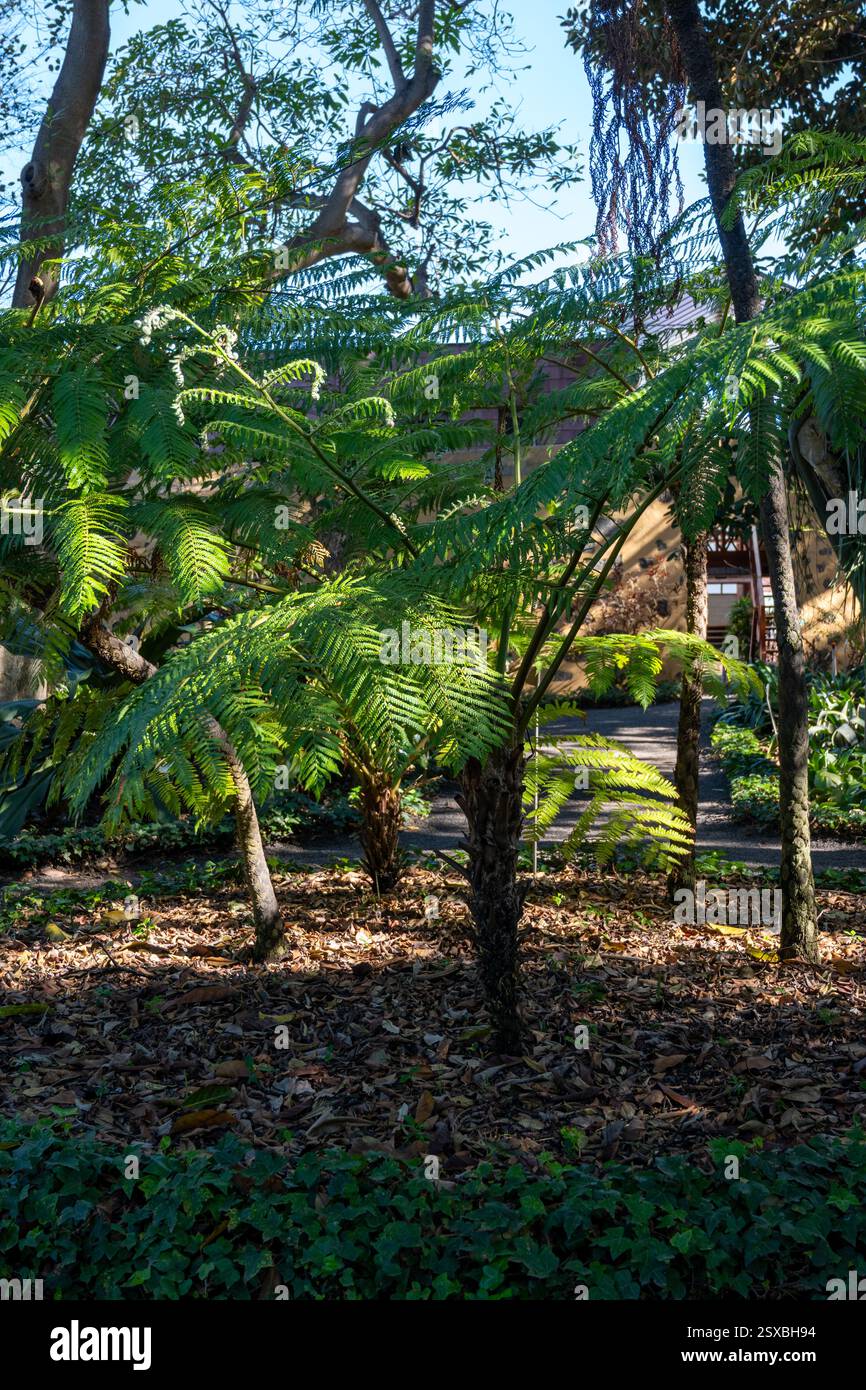 Giant fern tree, green helecho arboreo from Australia growing in ...