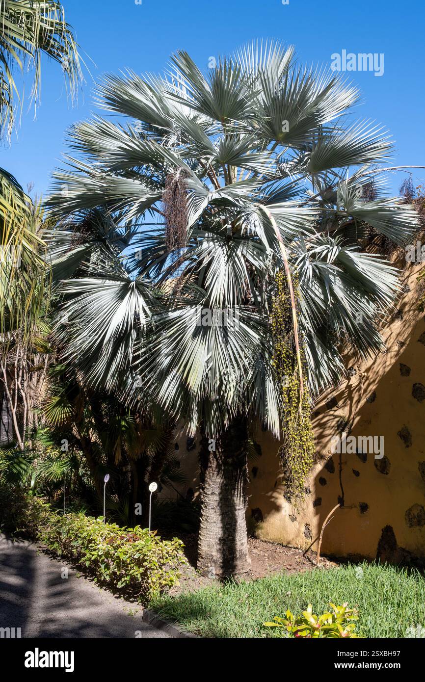 Palmera abanico palm fan leaves tree with black dates fruit from China ...