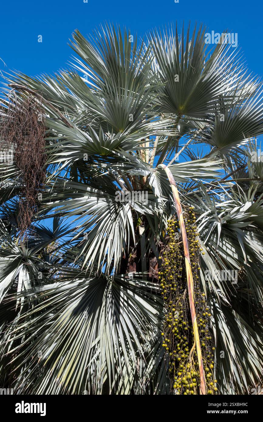 Palmera abanico palm fan leaves tree with black dates fruit from China ...