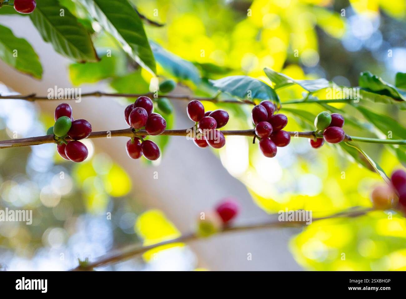 Arabica coffee tree with green and red ripening coffee cherries berries ...