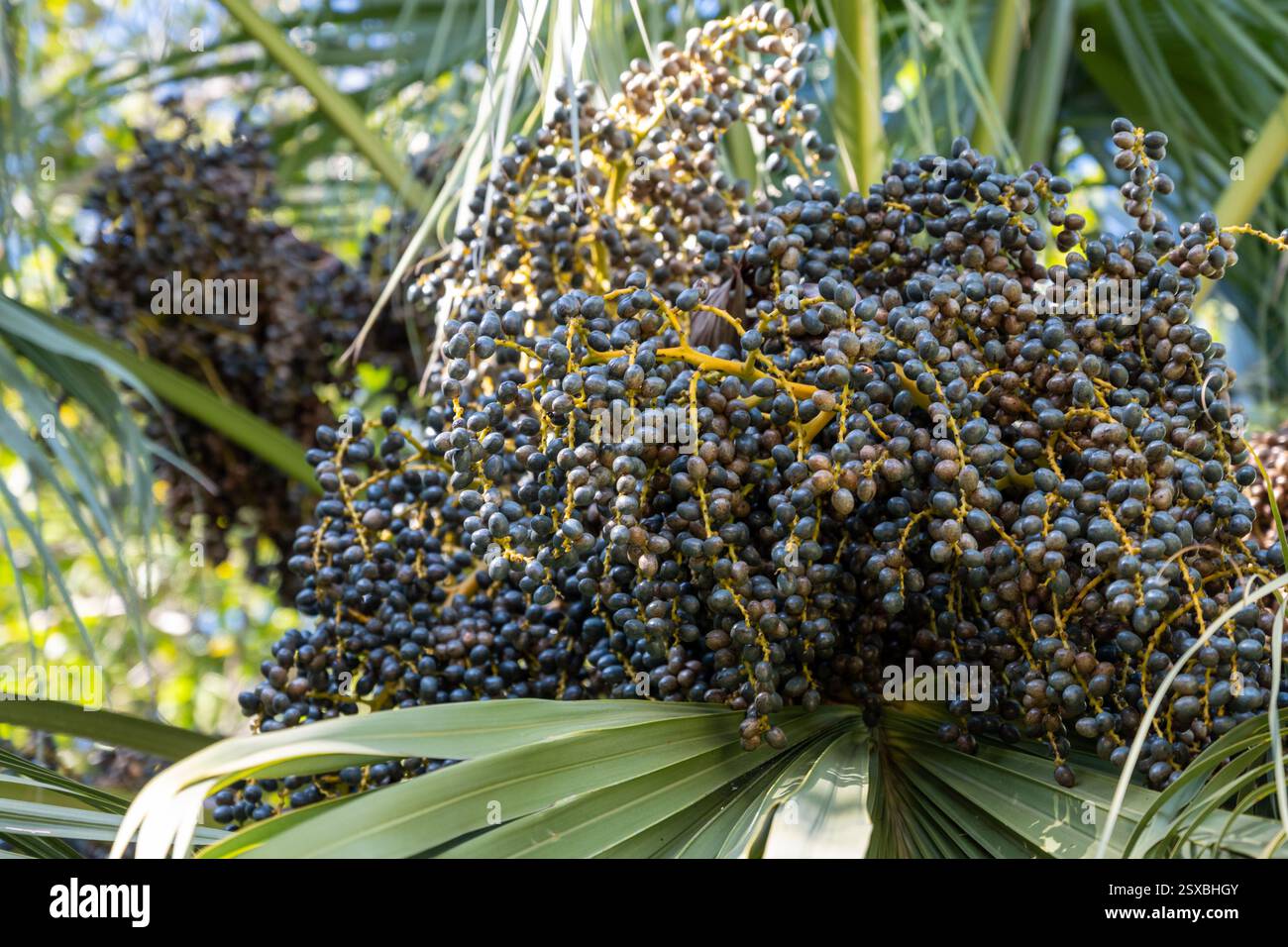 Palmera abanico palm fan leaves tree with black dates fruit from China ...