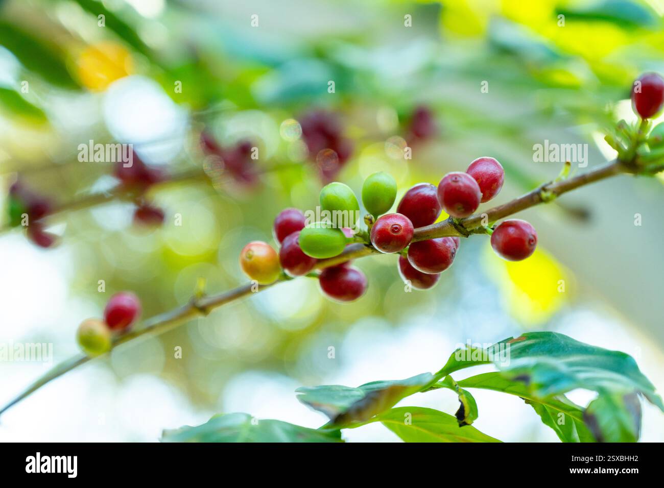 Arabica coffee tree with green and red ripening coffee cherries berries ...