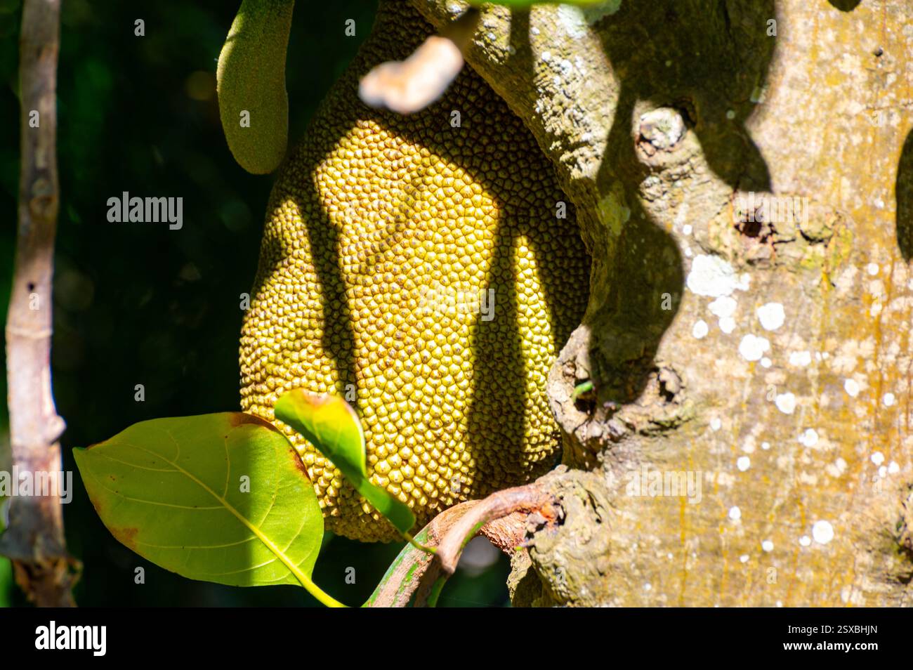 Jackfruit or jaca tree widely cultivated in tropical regions, India ...