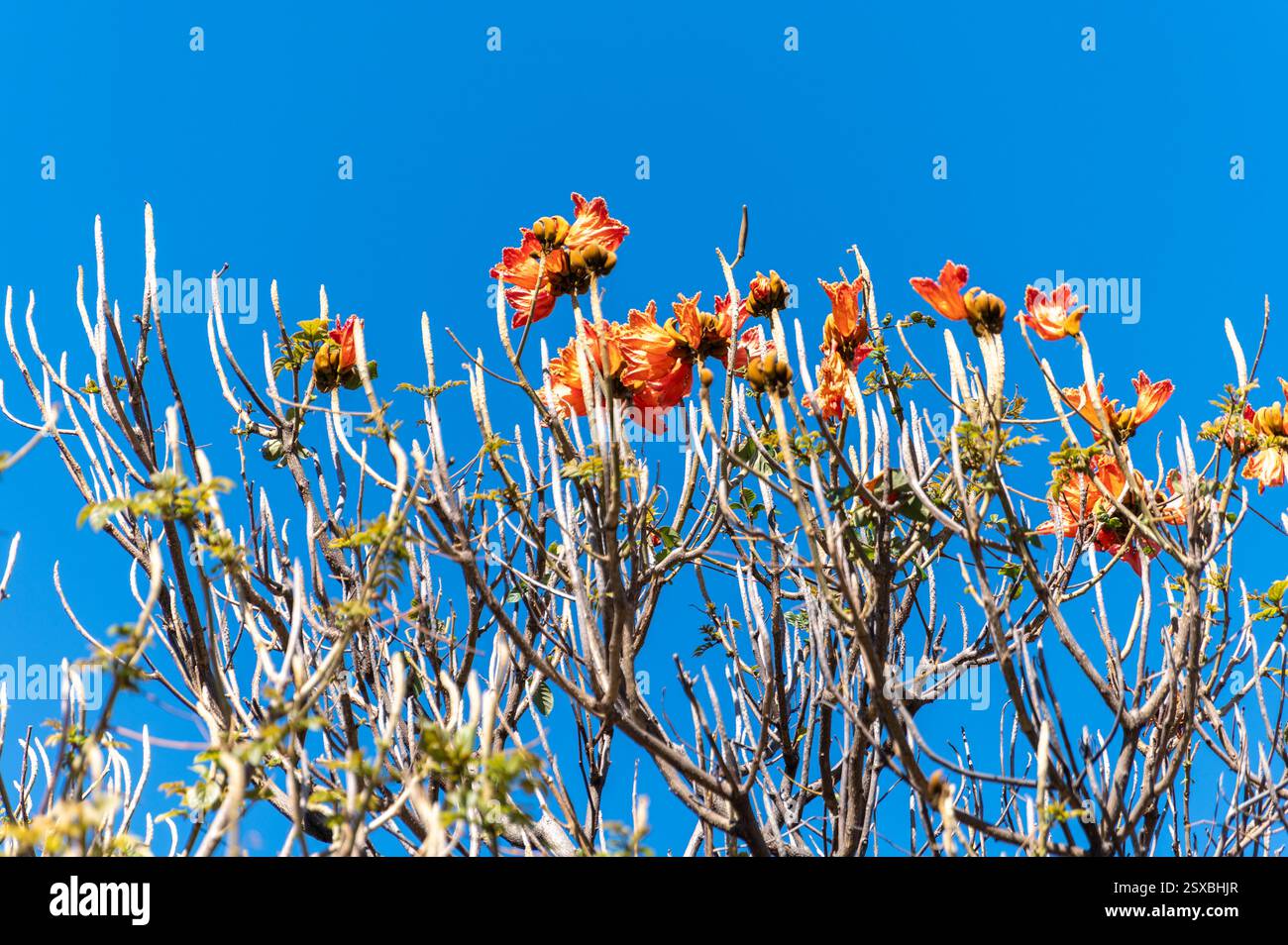 Winter blossom of african tulip tree in botanical garden on Tenerife ...