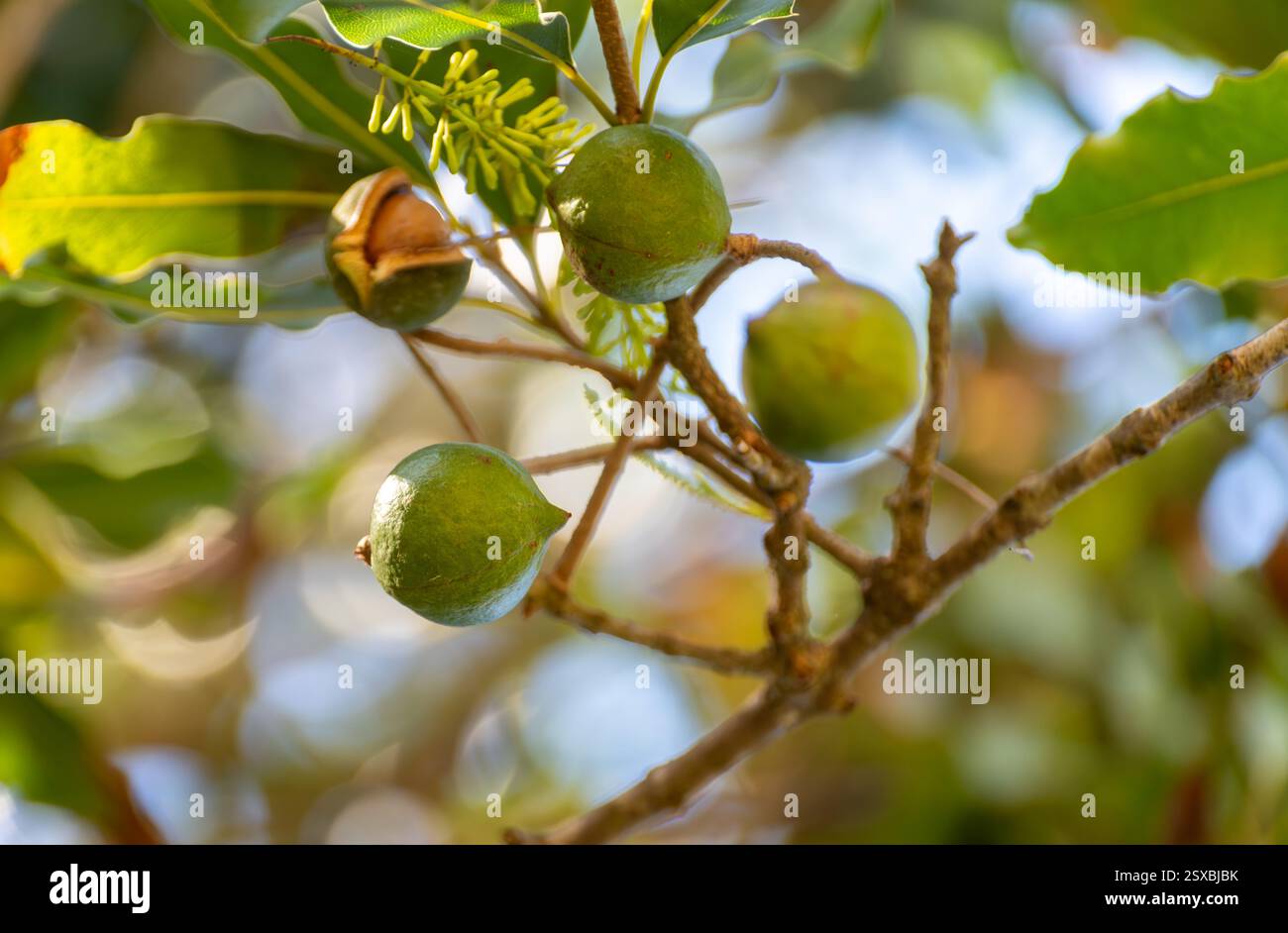 Hard green Australian macadamia nuts hanging on branches on big tree on ...
