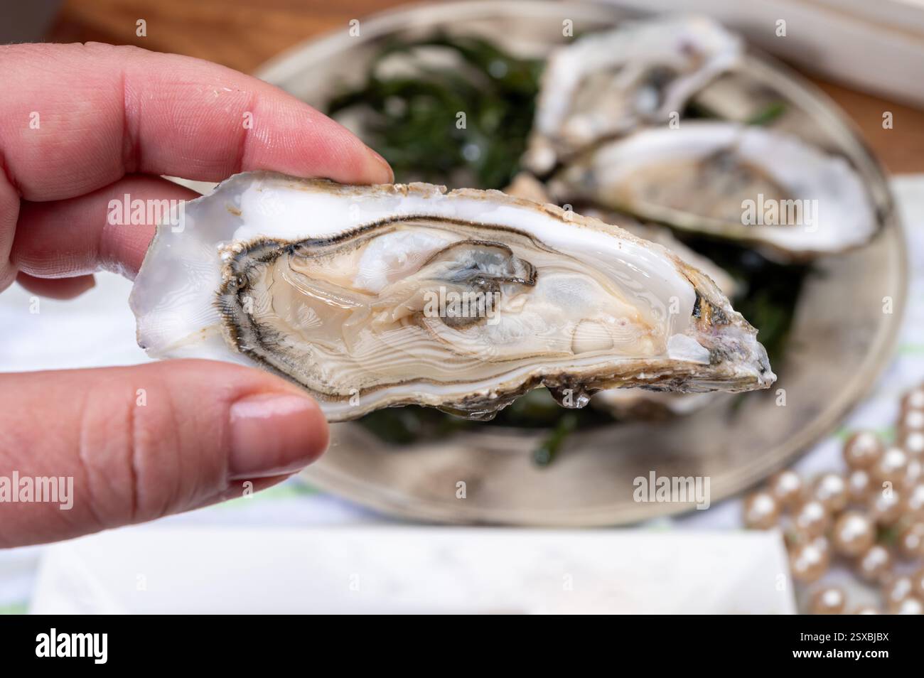 Hand with opened fresh live raw Fine de Claire Oleron oysters seashells ...