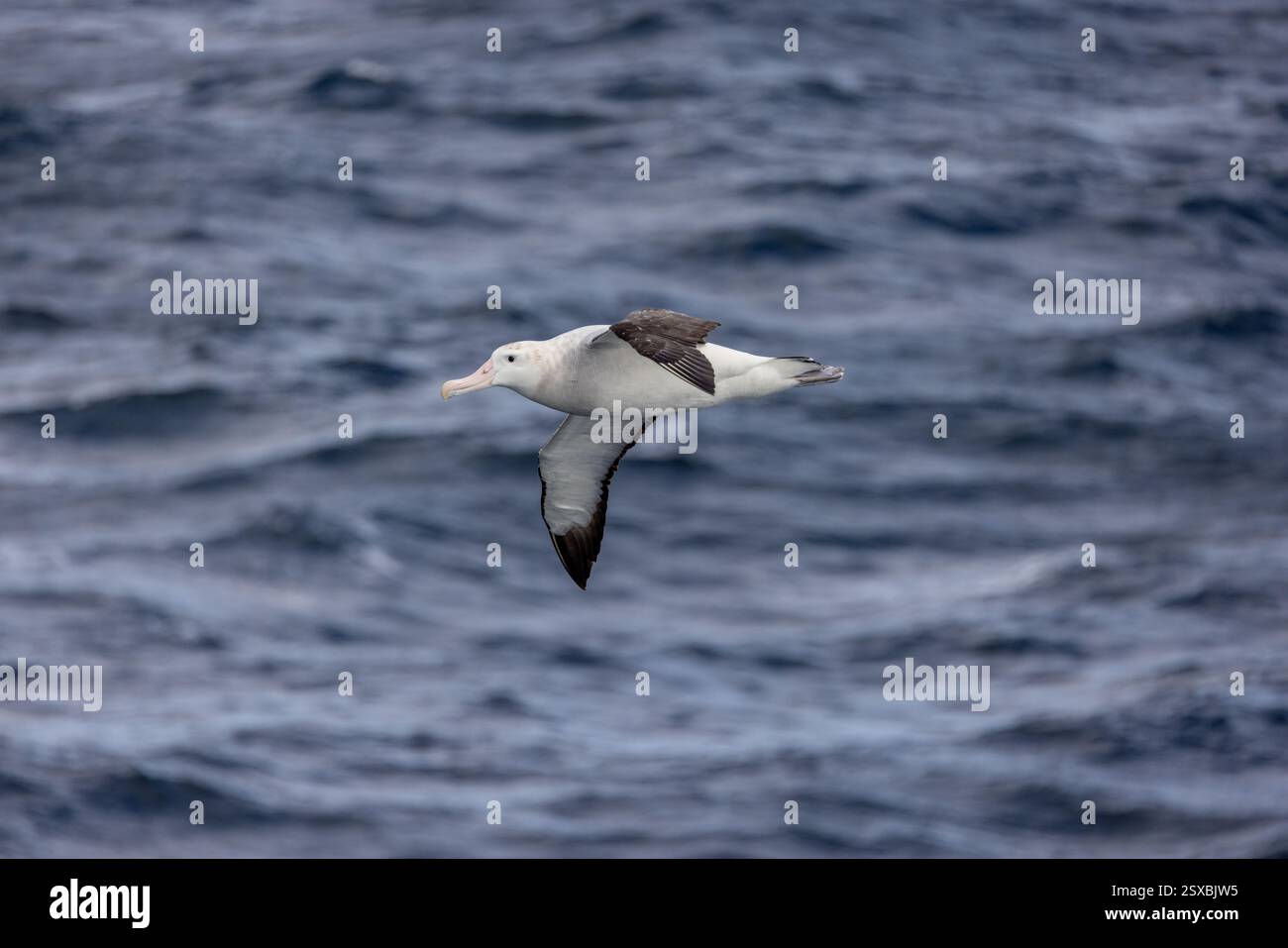 Wandering Albatross (Diomedea exulans) - also known as Snowy Albatross ...