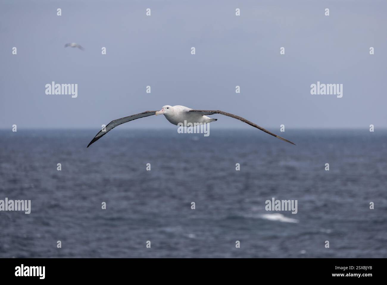 Wandering Albatross (Diomedea exulans) - also known as Snowy Albatross ...