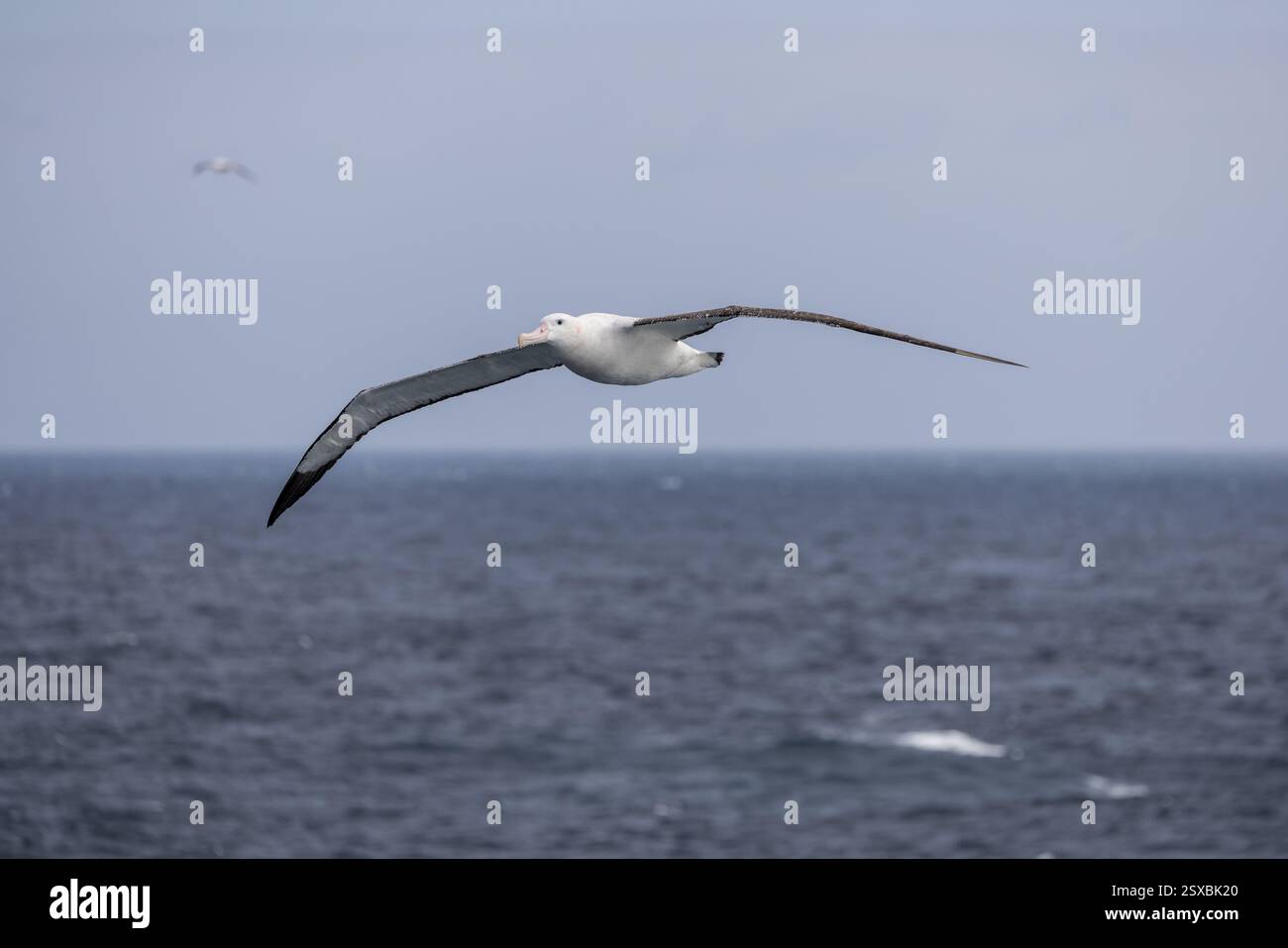 Wandering Albatross (Diomedea exulans) - also known as Snowy Albatross ...