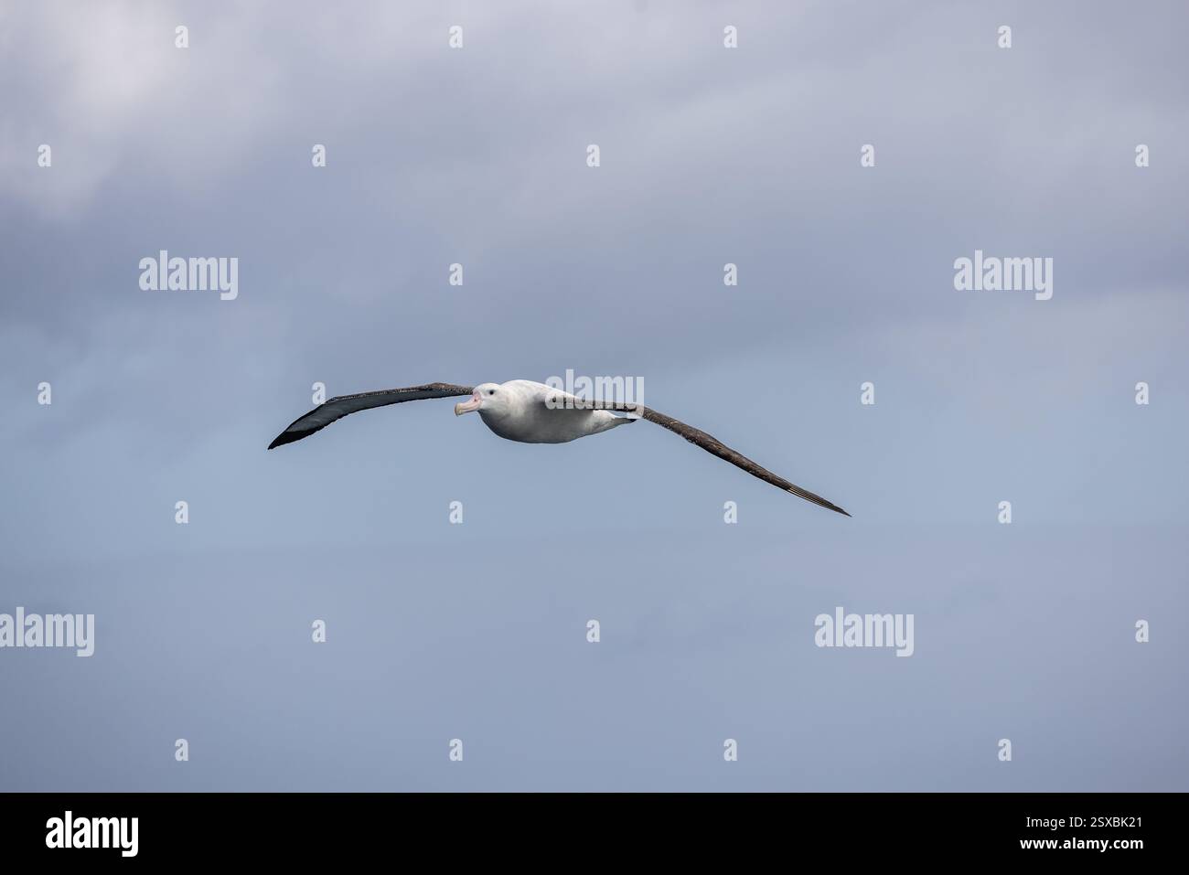 Wandering Albatross (Diomedea exulans) - also known as Snowy Albatross ...