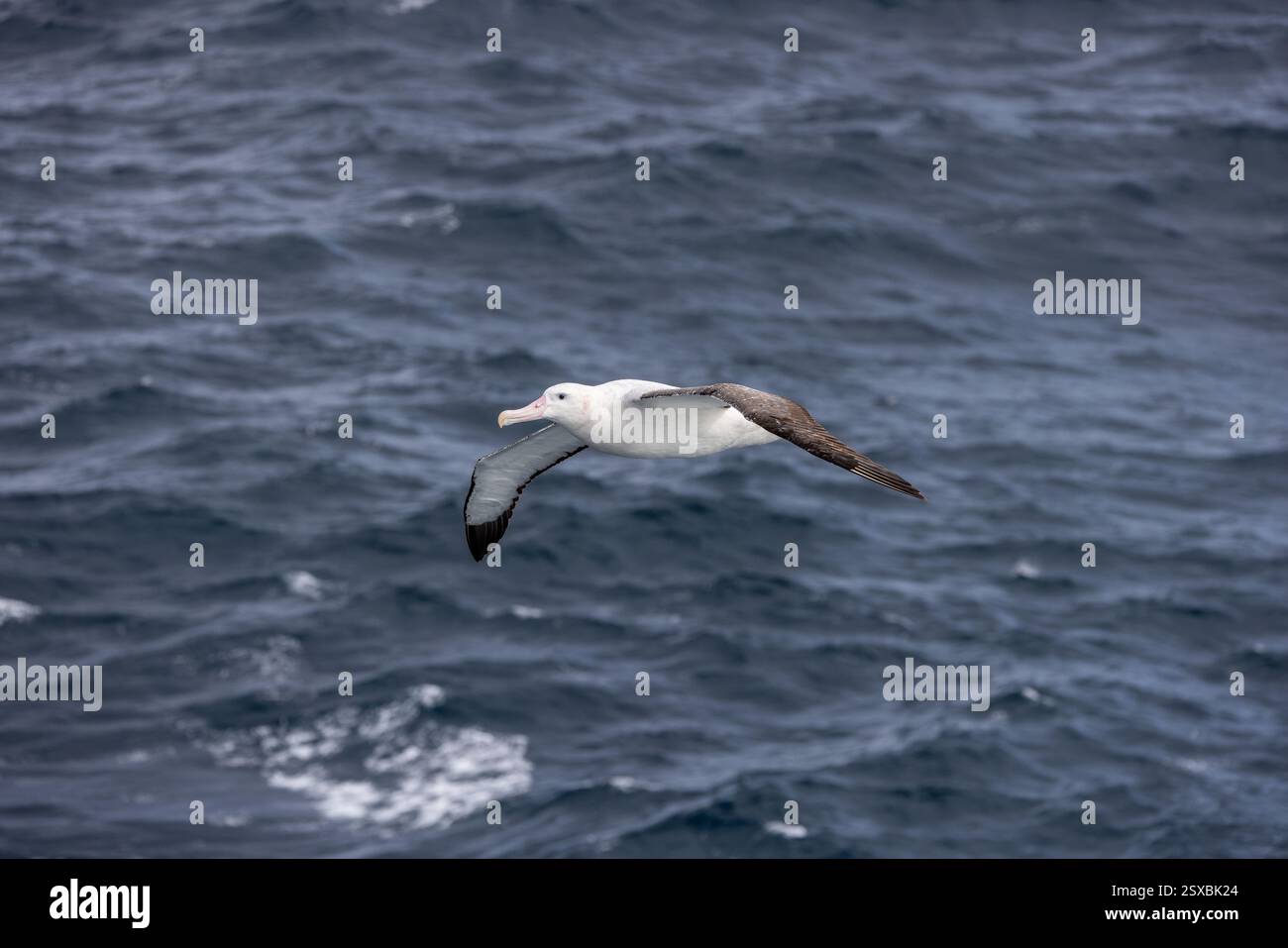 Wandering Albatross (Diomedea exulans) - also known as Snowy Albatross ...