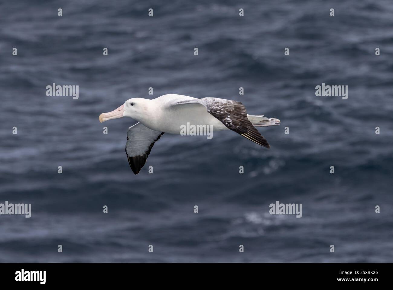 Wandering Albatross (Diomedea exulans) - also known as Snowy Albatross ...