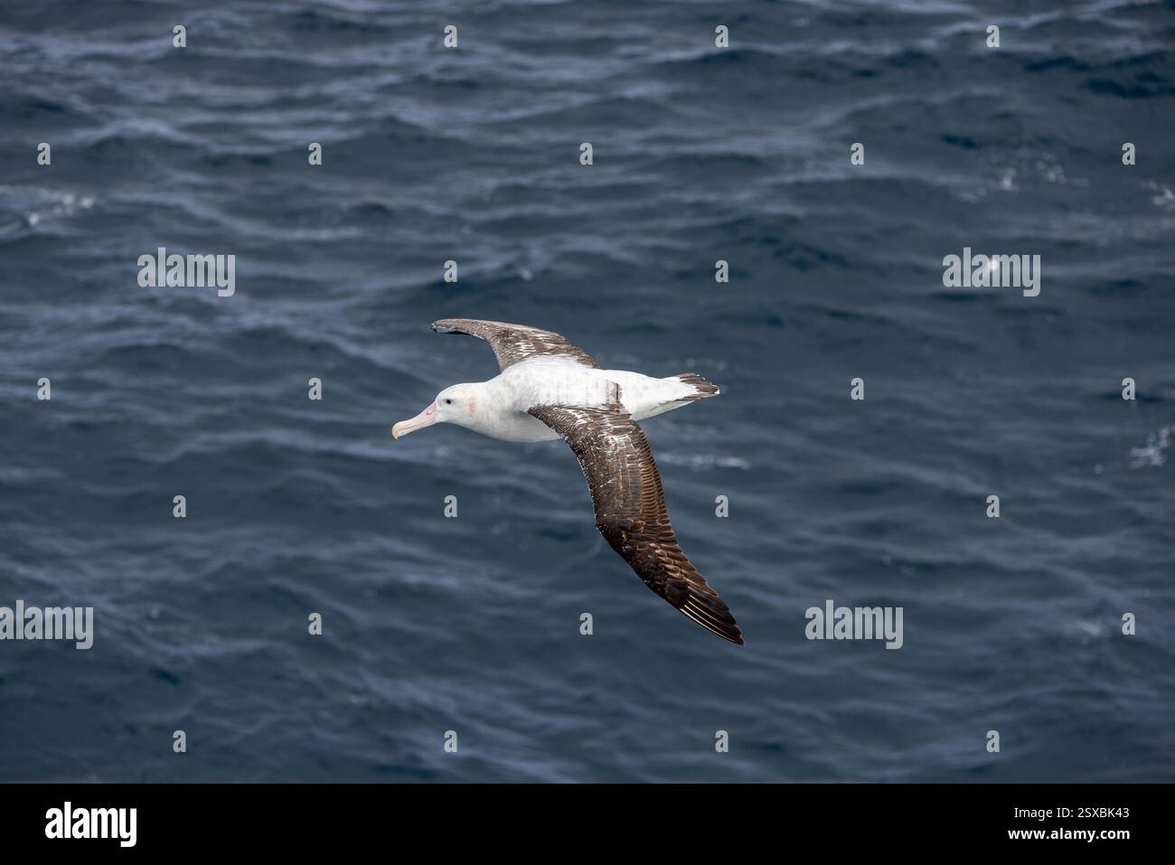 Grootalbatros hi-res stock photography and images - Alamy