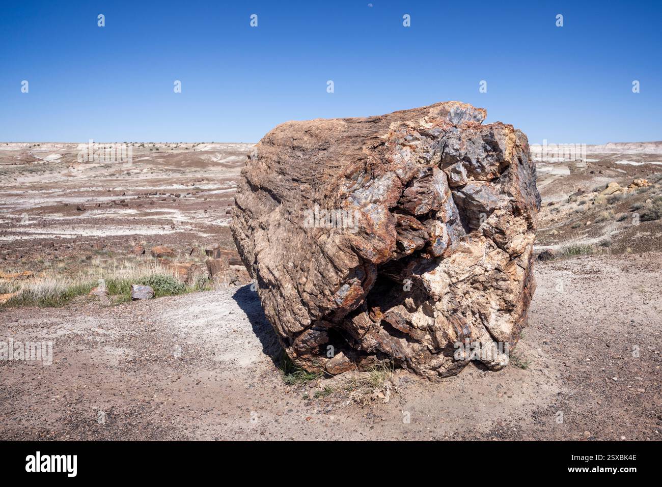 Large trunk of colorful Petrified wood along the Blue Mesa trail in the ...