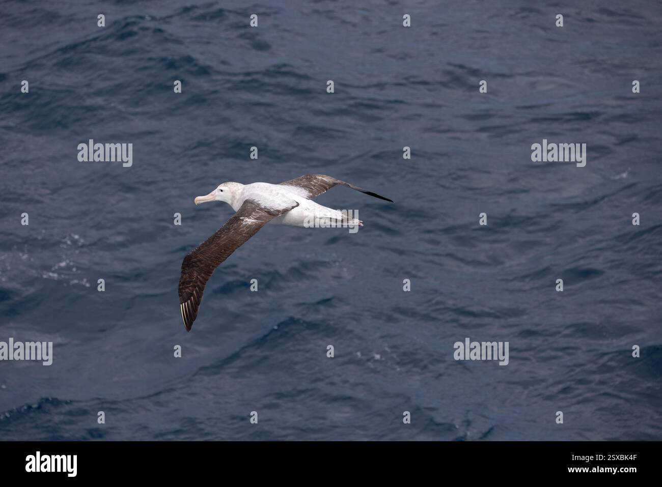 Wandering Albatross (Diomedea exulans) - also known as Snowy Albatross ...