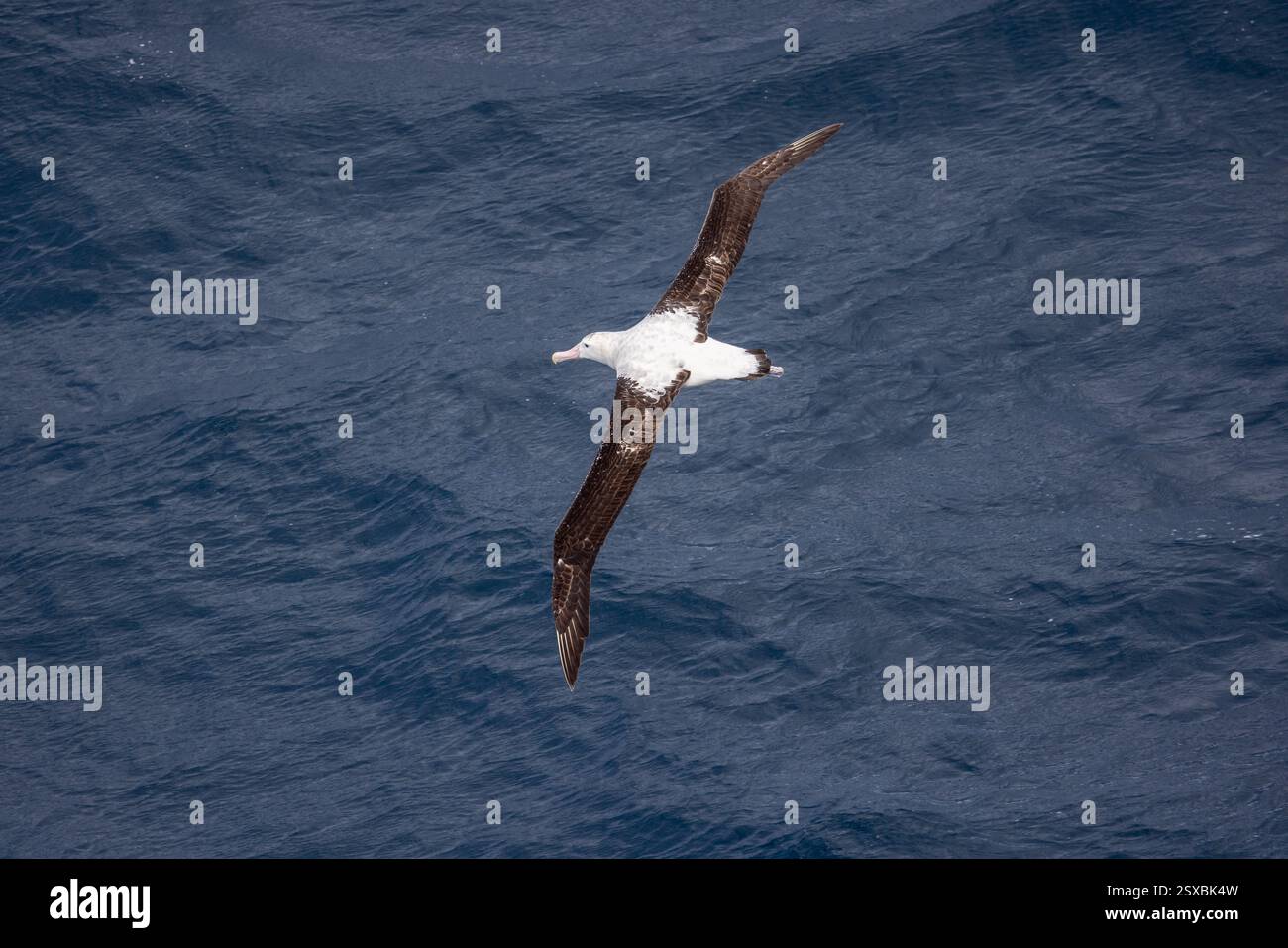 Wandering Albatross (Diomedea exulans) - also known as Snowy Albatross ...
