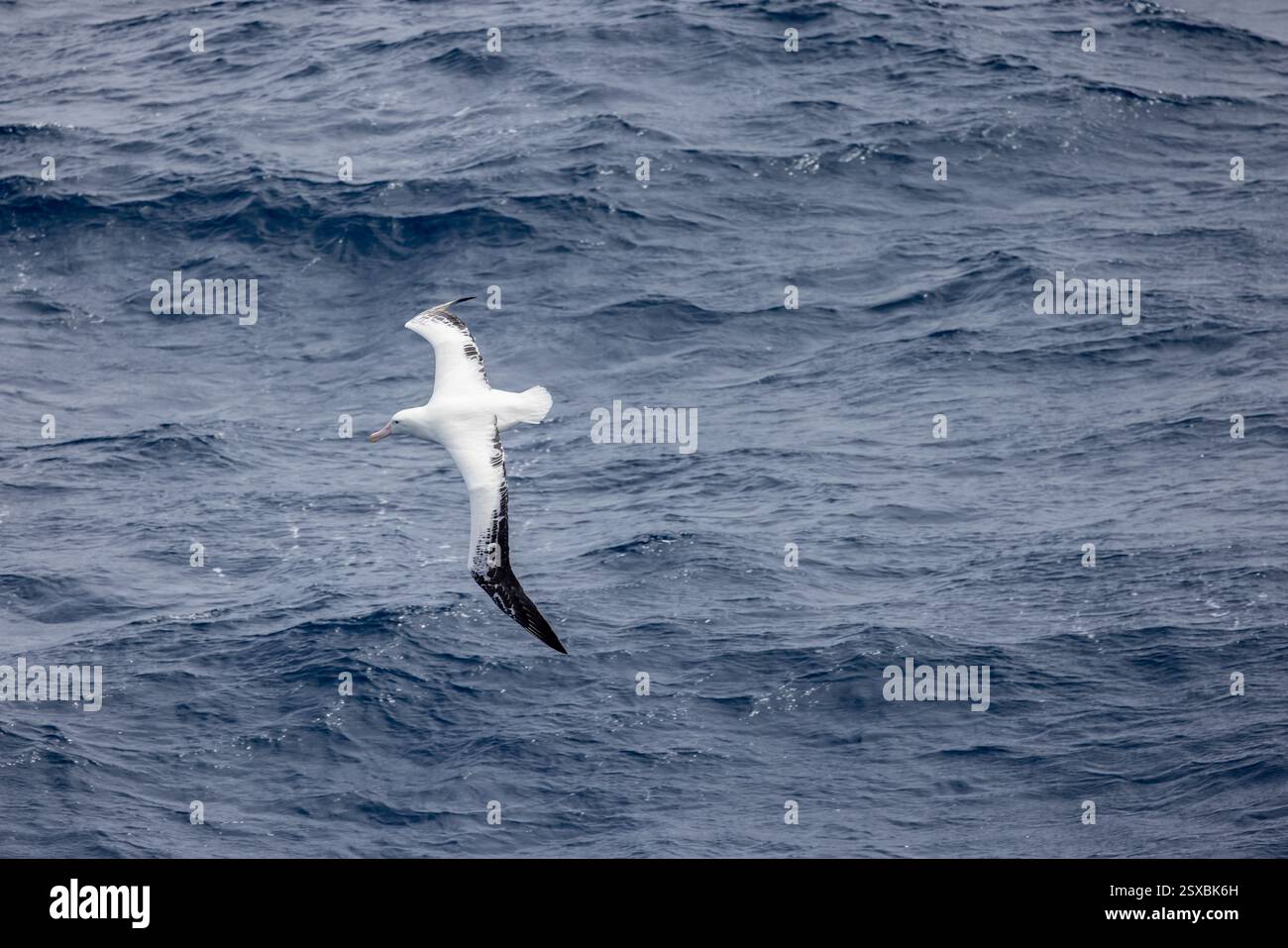Wandering Albatross (Diomedea exulans) - also known as Snowy Albatross ...