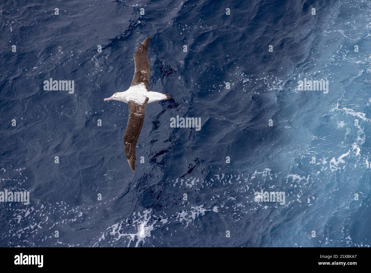 Wandering Albatross (Diomedea exulans) - also known as Snowy Albatross ...