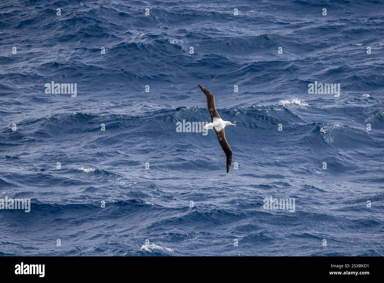 Wandering Albatross (Diomedea exulans) - also known as Snowy Albatross ...