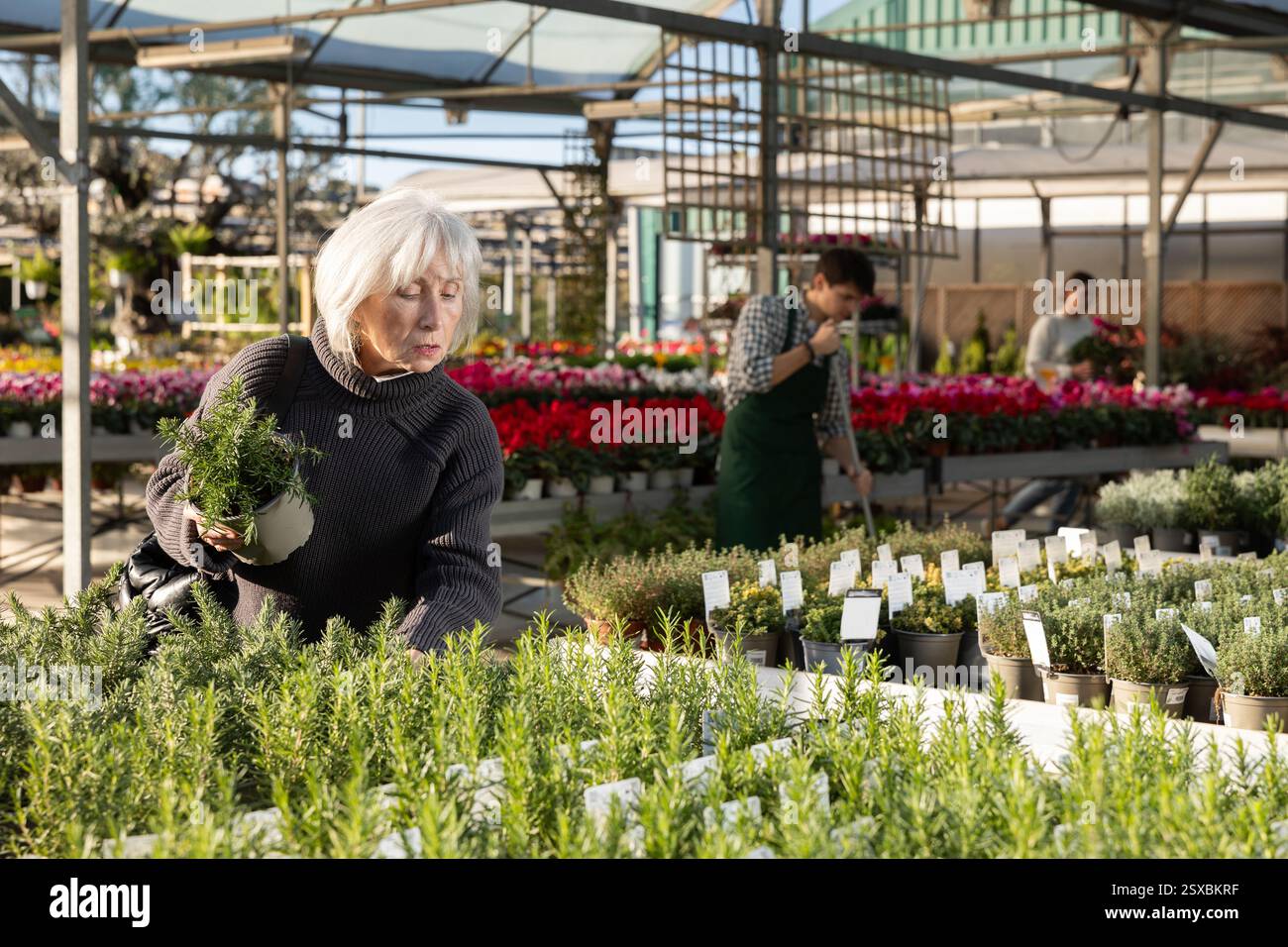 Elderly woman choosing rosemary in pot Stock Photo - Alamy