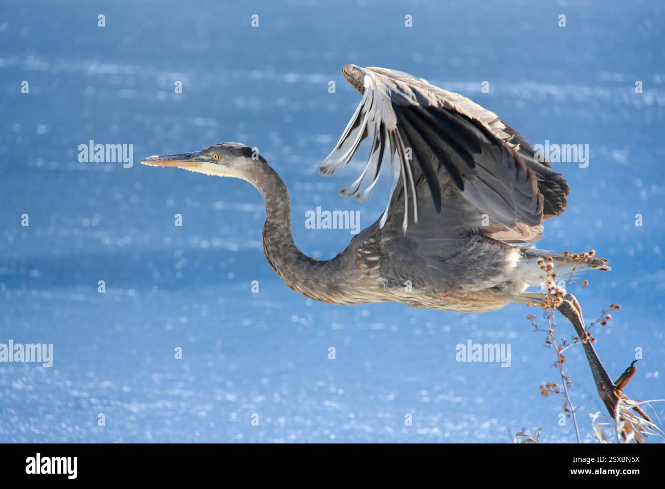 Majestic Great Blue Heron Takes Flight from Water – Super Sharp, High-Resolution Action Shot ...