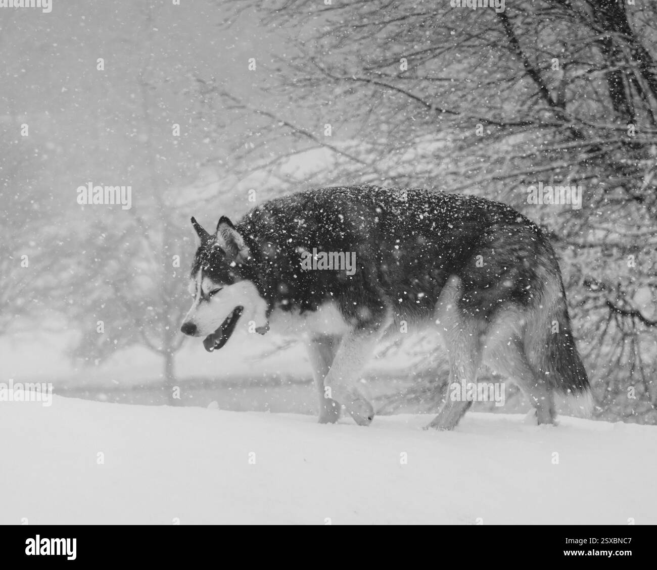 High resolution landscape in Black and White Stock Photos & Images - Alamy