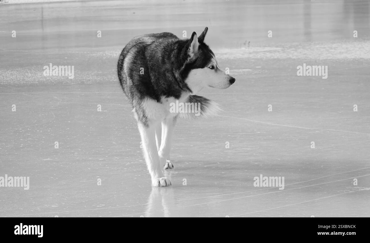 Siberian Husky in the Snow - Gigapixel Super Sharp Stock Photo - Alamy