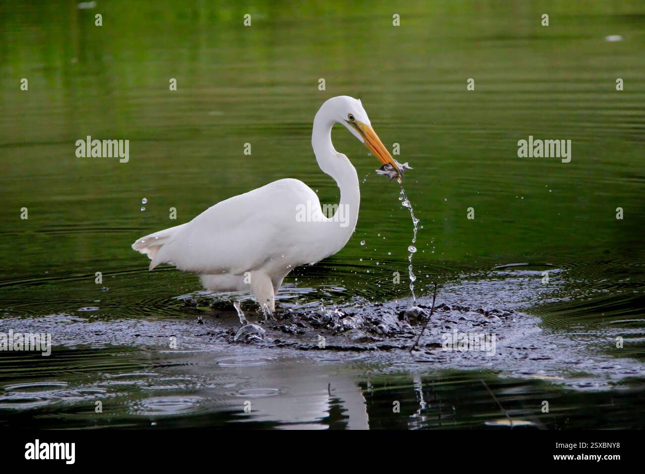 White Heron Catching Fish with Dripping Water over Serene Lake - Hyper ...