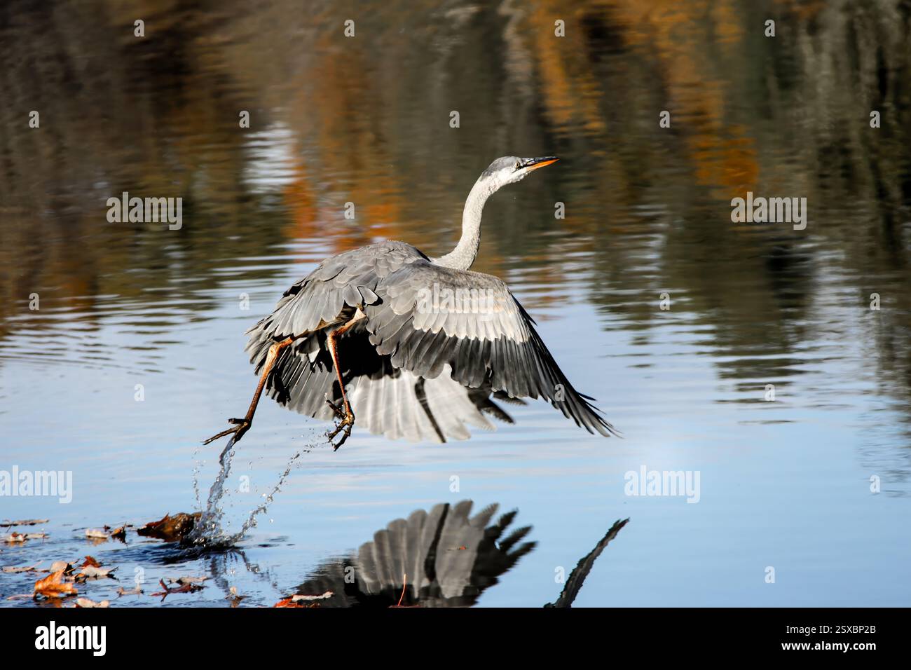 Majestic Great Blue Heron Takes Flight from Water – Super Sharp, High ...