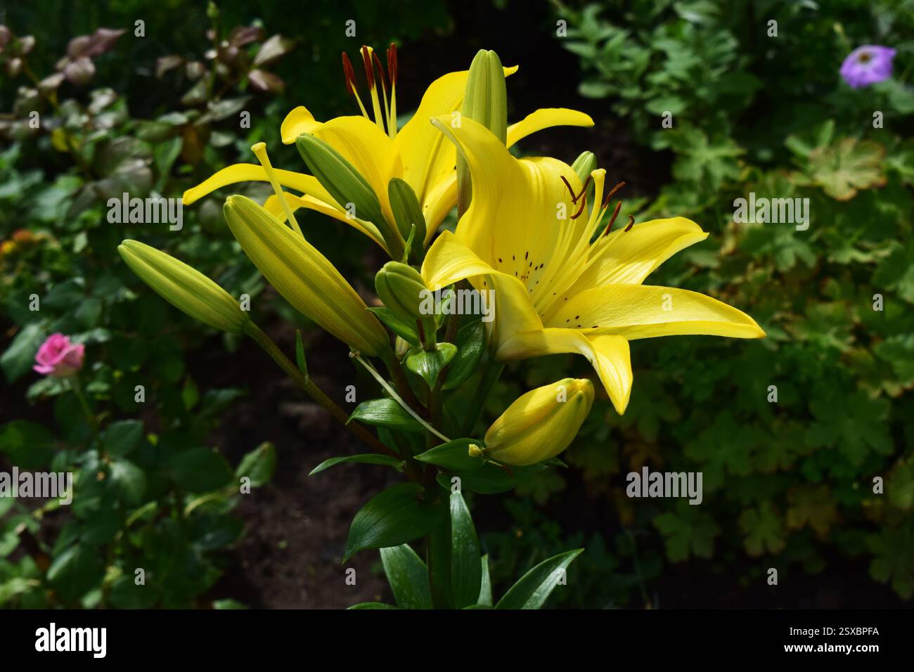 A cluster of vibrant yellow lilies in full bloom, surrounded by lush ...