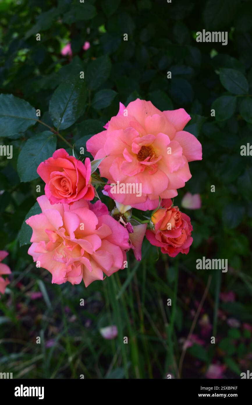 A group of roses in vivid shades of pink and orange. The flowers are in ...