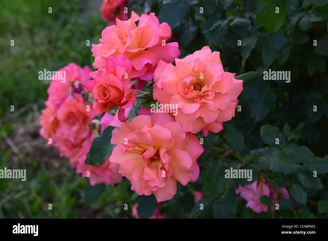 A group of roses in vivid shades of pink and orange. The flowers are in ...