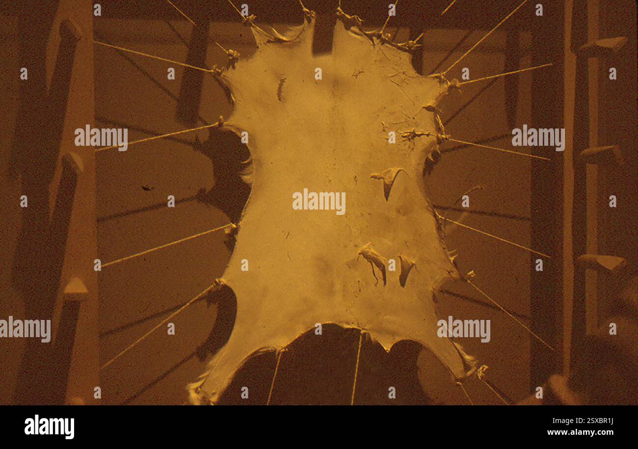 Tanning a hide rack hi-res stock photography and images - Alamy