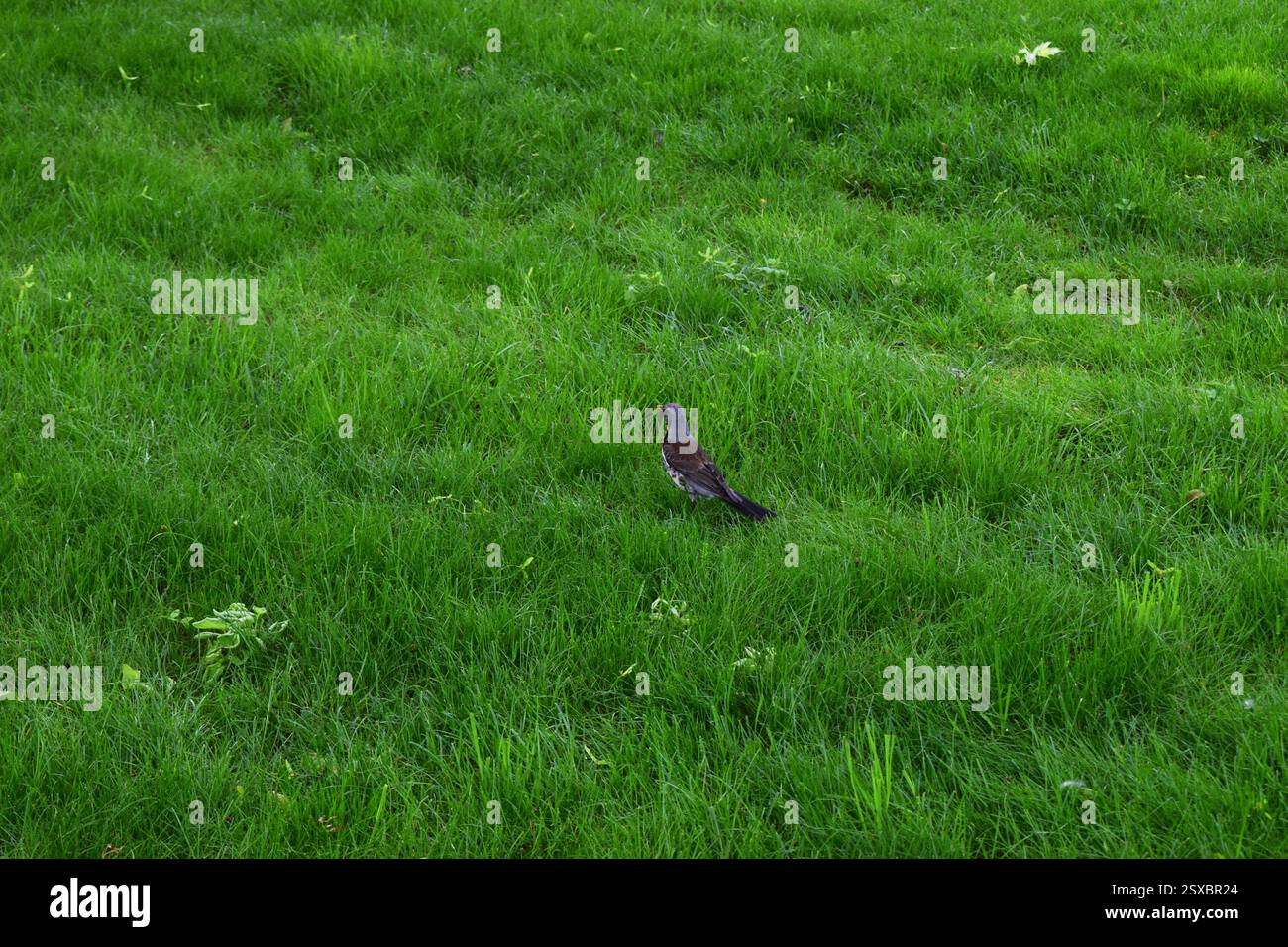 A lone bird (robin thrush) sits on a large field of green grass. The ...