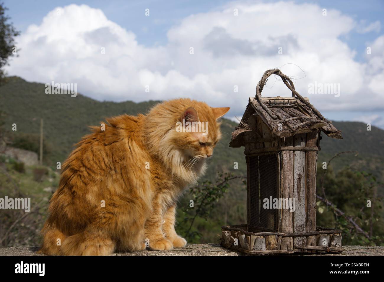 Rare beautiful fluffy ginger tabby female long haired Stock Photo - Alamy
