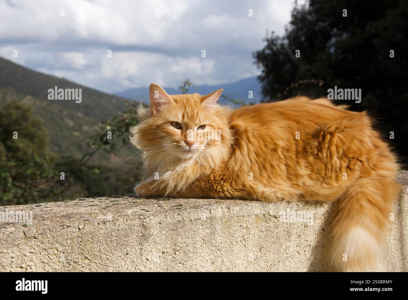 Rare beautiful fluffy ginger tabby female long haired Stock Photo - Alamy
