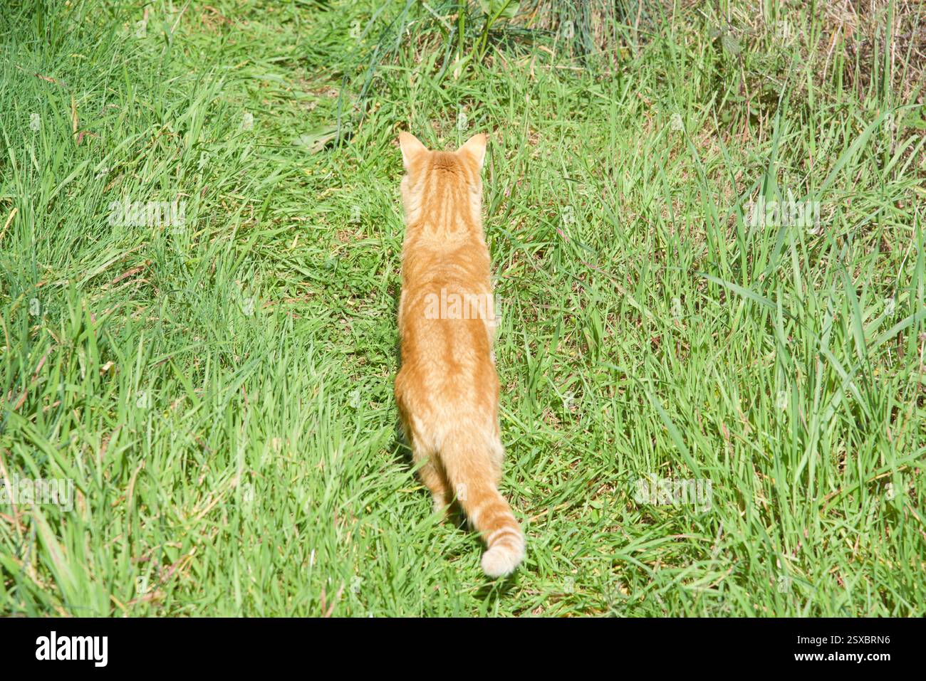 Orange Ginger tabby Male cat Silvestris Stock Photo - Alamy
