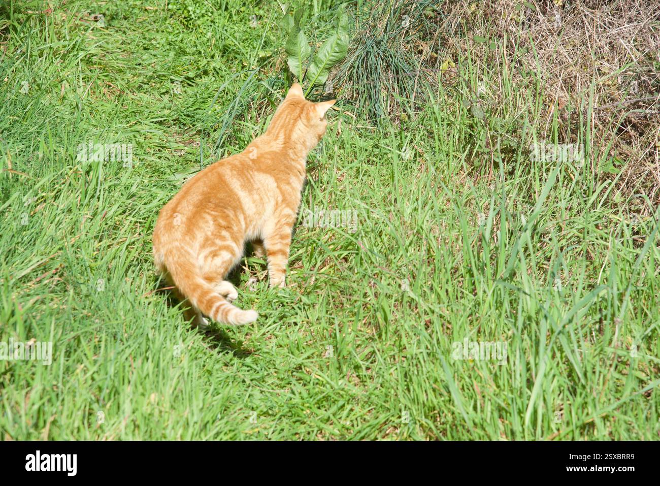 Orange Ginger tabby Male cat Silvestris Stock Photo - Alamy